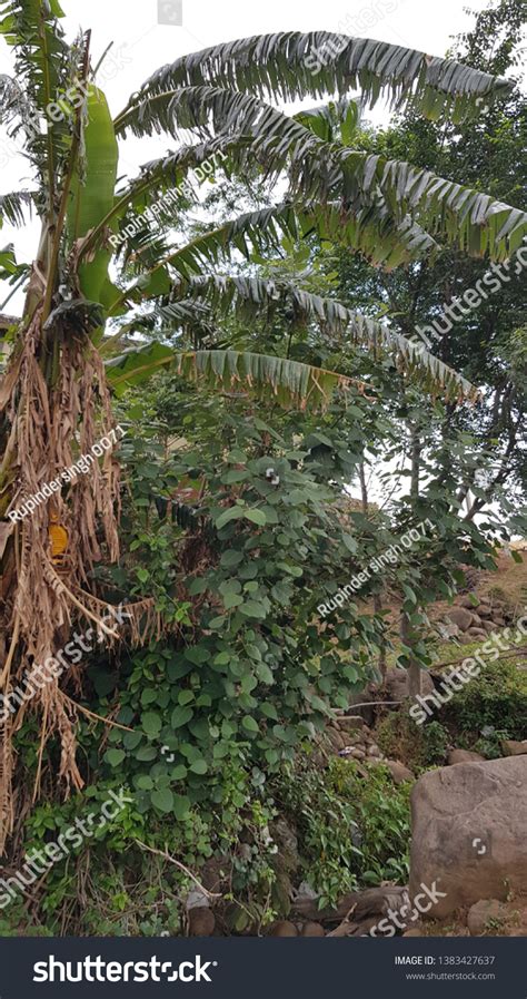 Fusarium Wilt Banana