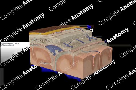 Subcutaneous Tissue Complete Anatomy