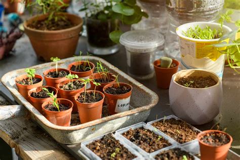 When To Start Garden Seeds Indoors
