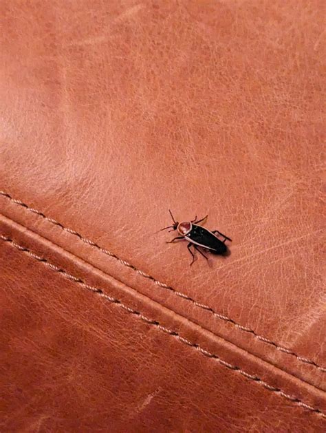 Common Shining Cockroach Or Is It Too Slenderlong Rwhatisthisbug