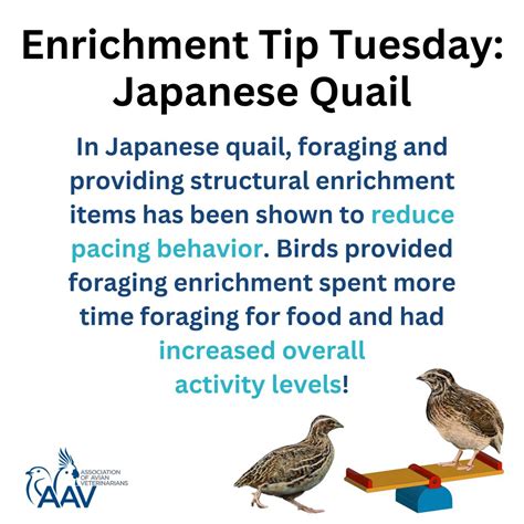 Aav Enrichment Tips Association Of Avian Veterinarians