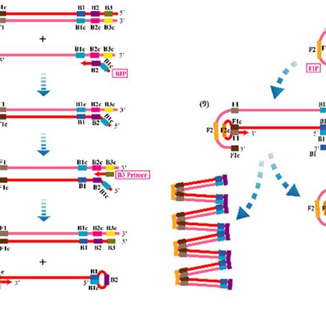 The Schematic Diagram Of Rt Lamp For Rna Detection At The Initial