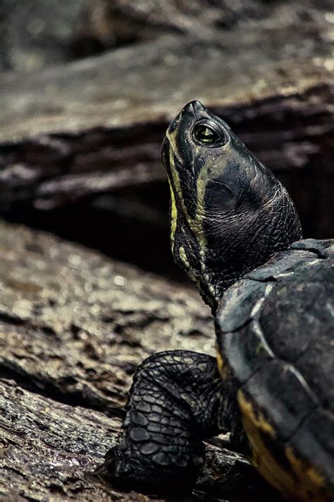 Turtle Chilling Photograph By Brody Benfield Fine Art America