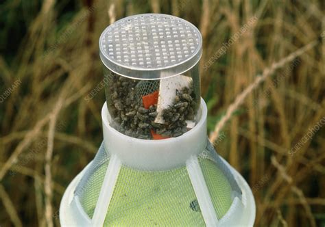 Insect Trap Stock Image E7760120 Science Photo Library