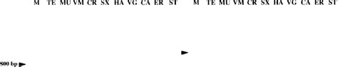 inter simple sequence repeat issr banding profiles obtained on 2