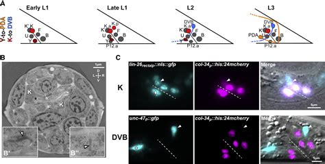 A Natural Transdifferentiation Event Involving Mitosis Is Empowered By Integrating Signaling