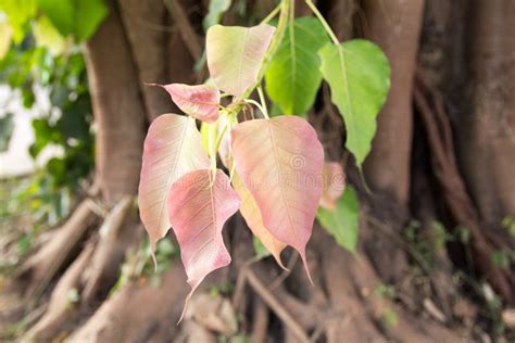 Bo Leaf Stock Image Image Of Food Healthy Fresh Autumn 136749717