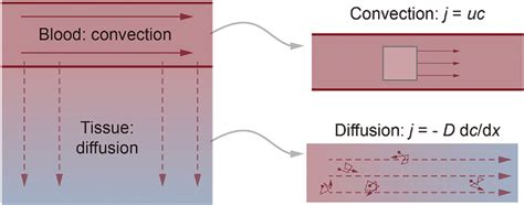 Basic Principles Of Solute Transport To Tissue Download Scientific Diagram