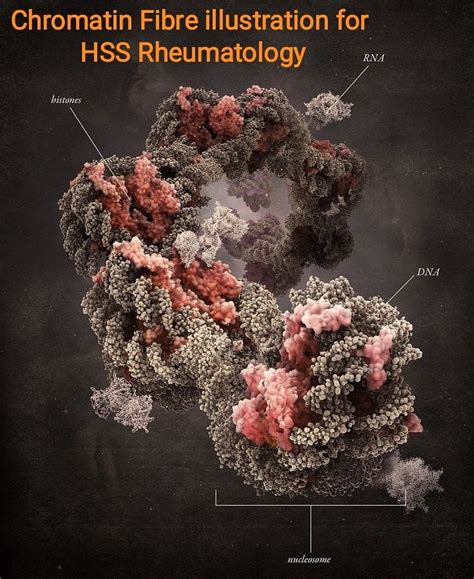 Chromatin Fibre Illustration For Hss Microbiology Notes
