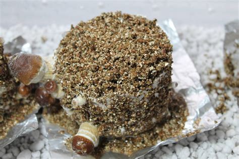 Pin Porn Is This Obscene Mushroom Cultivation Shroomery Message Board