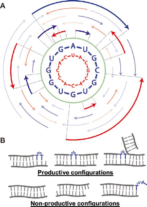 A Schematic Illustration Of The Virtual Circular Genome Model The