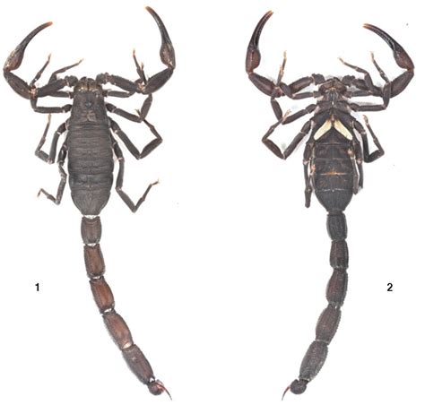 The Scorpion Files Newsblog A New Species Of Tityus From Colombia
