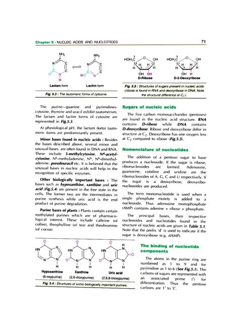 SOLUTION Nucleic Acids And Nucleotides Biochemistry Studypool
