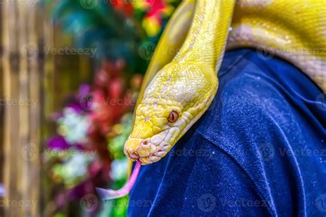 Albino Burmese Python Stock Photo At Vecteezy