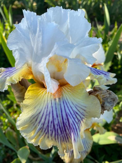 products page 6 ripple effect iris farm