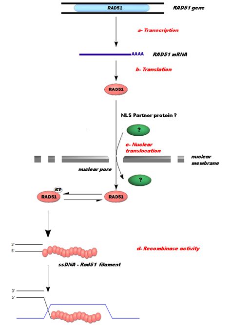 Intracellular Pathways And Catalytic Steps Of Rad51 As Potential