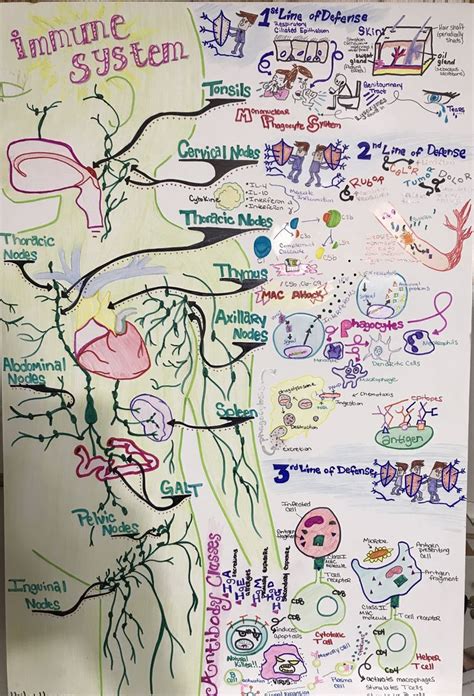 Immune System Mind Map Immune System Concept Map By Chris Tine Tpt