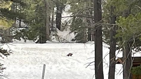 Rare Wolverine Spotted In California For Only The Second Time In Nearly