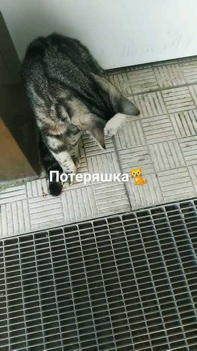 Ищет полиция👮🏻‍♂️ ищут пожарные👨🏻‍🚒 🐈 🇷🇺 Youtube