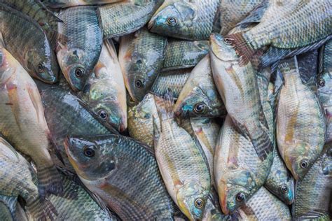 Nigerias Diverse Fish Varieties Top 10 Types My Sasun