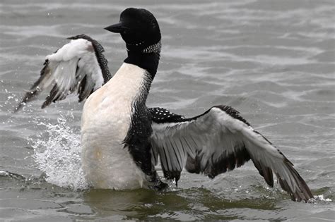 Common Loon Birdforum