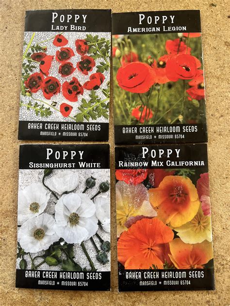 Best Poppies To Grow In Florida Top Vibrant Varieties Revealed