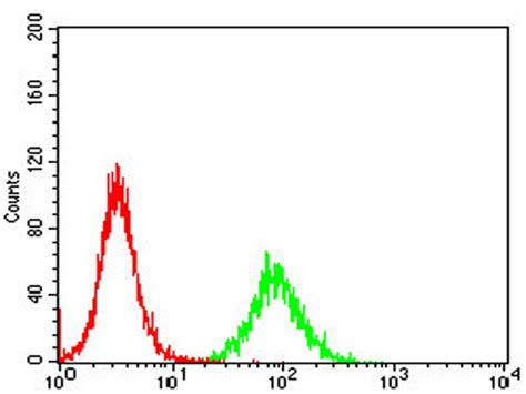 小鼠抗ccne1单克隆抗体anti Ccne1 Mouse Monoclonal Antibody 生命科学产品与技术服务 生工生物工程