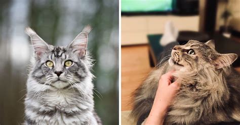 What Are The Personality Traits Of A Maine Coon Cat At Abigail Lester Blog
