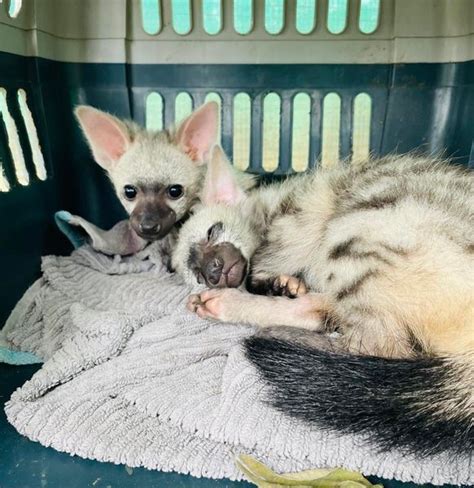 Wildlife Centre Rescues Two Aardwolf Cubs After Mother Is Shot
