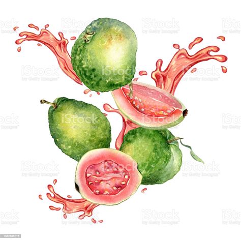 전체 구아바와 조각 주스 핑크 스플래쉬 수채화 그림은 흰색 배경에 분리되어 있습니다 열대 과일 붉은 반점 드롭 구아자바 손으로 그렸다 포장 포장 라벨 성분 디자인 0명에