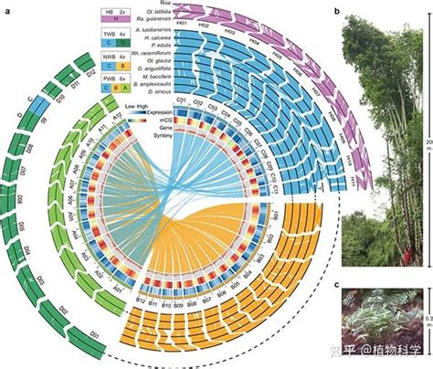 Nature Genetics 中国科学院昆明植物所李德铢团队利用多组学研究揭开竹子演化之谜 知乎