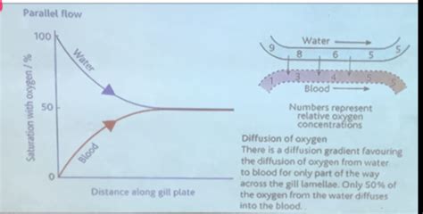 Biology Gas Exchange Flashcards Quizlet