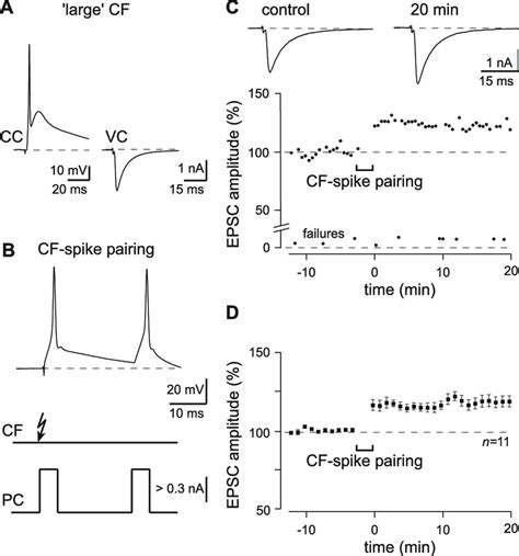 Action Potential Dependent Ltp Of Large Climbing Fiber Inputs A The