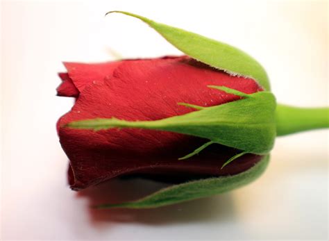 Free Images Blossom Leaf Flower Petal Love Green Red Romantic