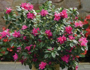 Encore Azaleas Growing Them In Georgia Oasis Landscapes