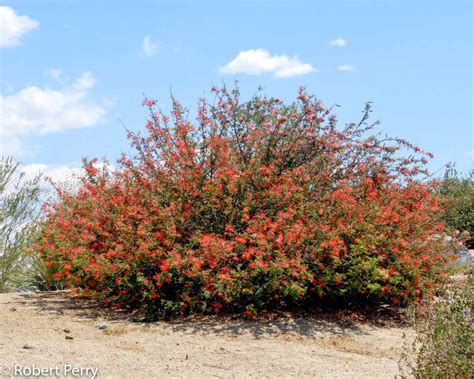 Baja Fairy Duster Waterwise Garden Planner