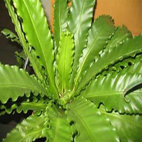 Asplenium Nidus Antiquum百度百科