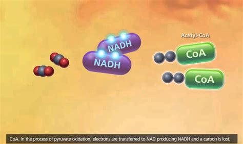 Electron Transport Chain Animation Biochemistry High