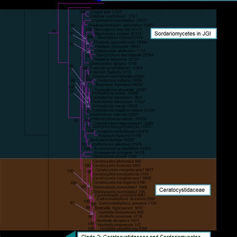 Phylogenetic Tree Based On The Maximum Likelihood Ml Analysis Showing
