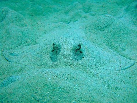 Stealth Ray Stealth Outdoor Waves