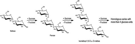 Dextransucrase Acceptor Reaction With Maltose Adapted From Rodrigues