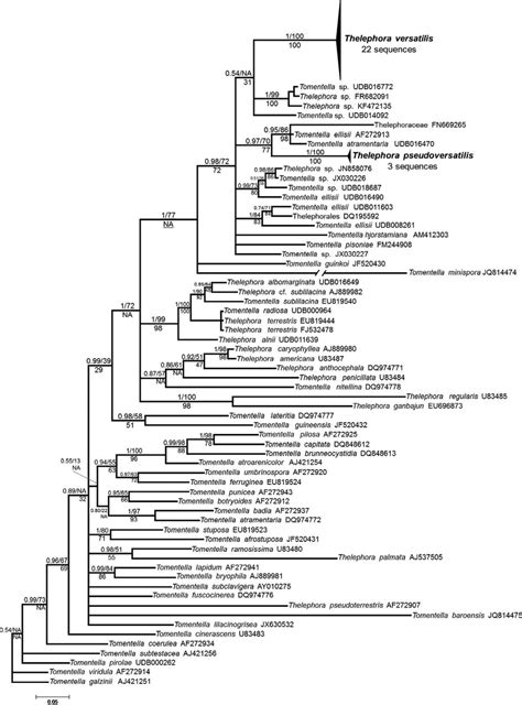 Unrooted Consensus Tree Of The Nrdna Its Region From Bayesian Inference