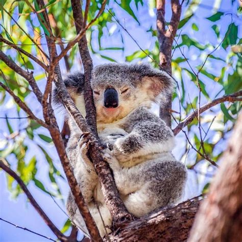 Explore The Stunning Biomes Of Magnetic Island Queensland