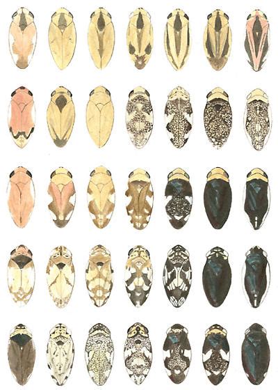 Meadow Spittlebugs Color Varieties Philaenus Spumarius Bugguide Net