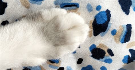 Have You Forgotten Chiku