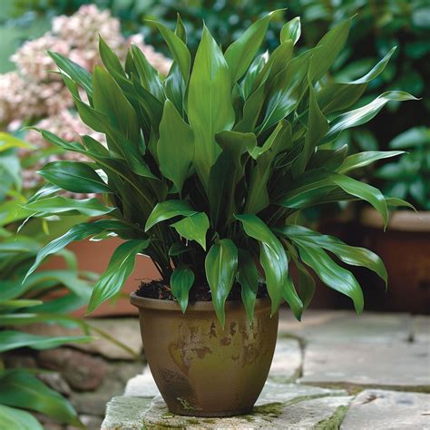 Big Leaf Plants For Indoor And Outdoor Top 17 Giant Varieties