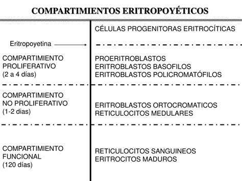 ppt eritropoyesis proceso de formación de eritrocitos powerpoint
