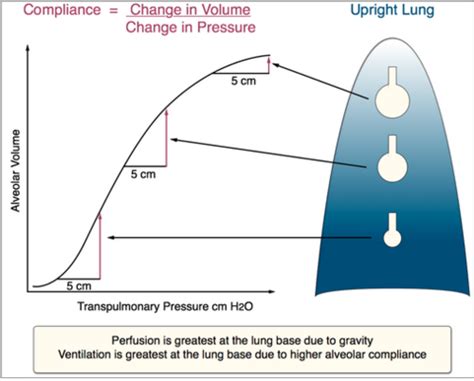 Lung Compliance And Interstitial Fibrosis Flashcards Quizlet
