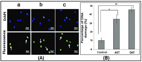 Dna Fragmentation In Human Sperm As Determined By Tunel Assay A Download Scientific Diagram