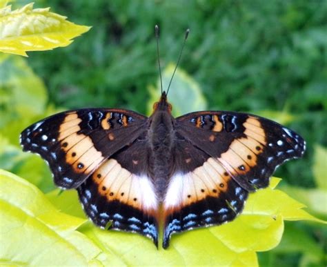 The Commodores Butterfly Precis Ihearts143quotes Ihearts143quotes